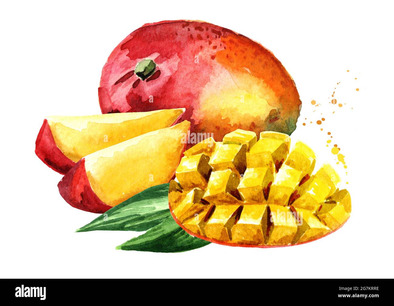 Mango fruit with mango cubes. Watercolor hand drawn illustration ...
