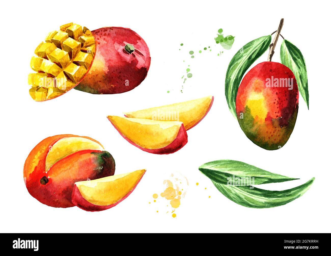 Mango composition set. Watercolor hand drawn illustration isolated on ...