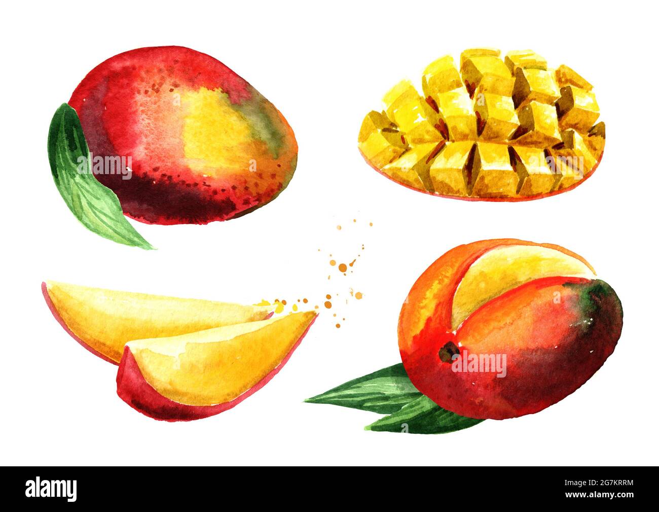 Mango set. Watercolor hand drawn illustration isolated on white ...
