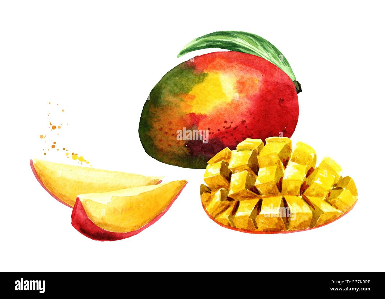 Mango fruit with mango cubes and slices. Watercolor hand drawn ...