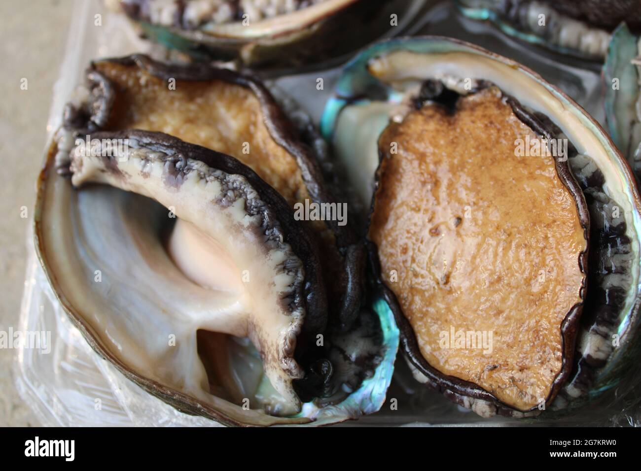 Fresh live abalones Stock Photo - Alamy