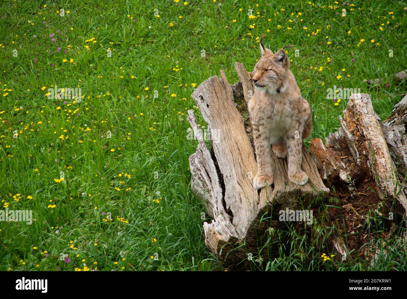 Bobcat on a log hi-res stock photography and images - Alamy