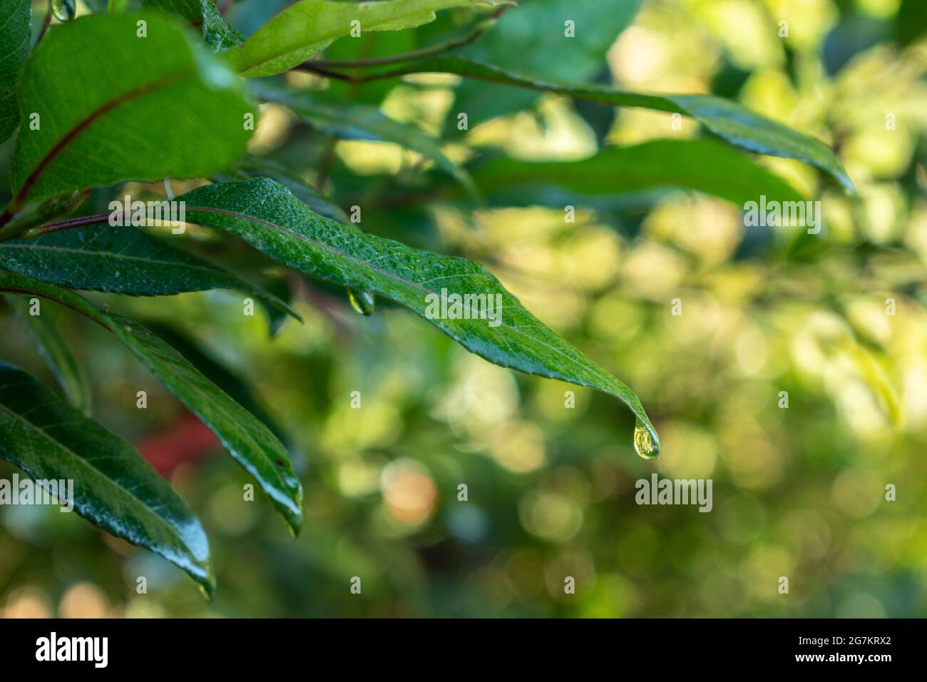 Water drops on leaves in Buderim, Queensland, Australia Stock Photo - Alamy