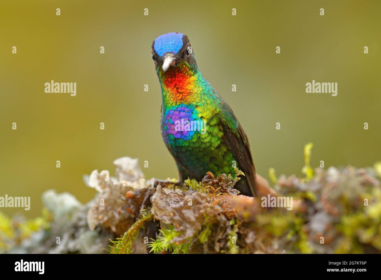 Shiny bird hi-res stock photography and images - Alamy