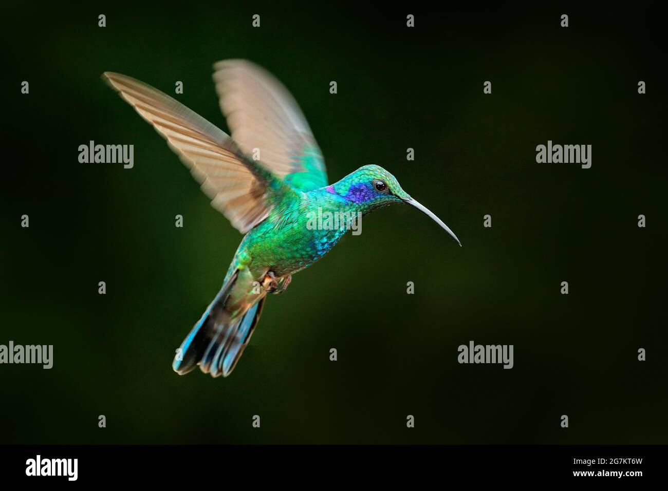 Colibri hummingbird fauna flora jungle hi-res stock photography and ...