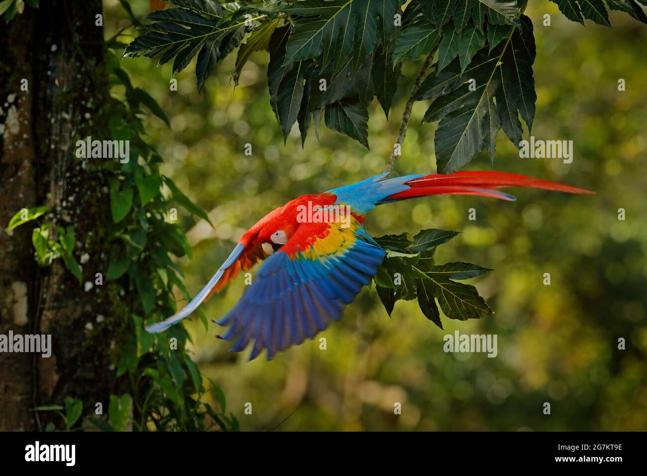 Tropical Rainforest Parrot Flying