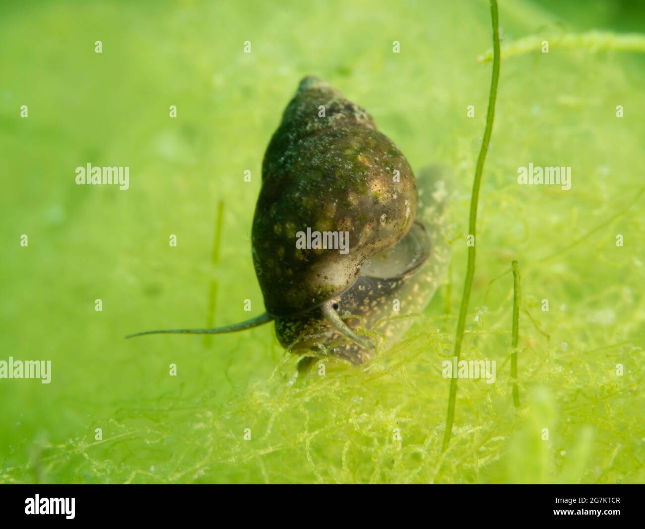 Freshwater snail hi-res stock photography and images - Alamy