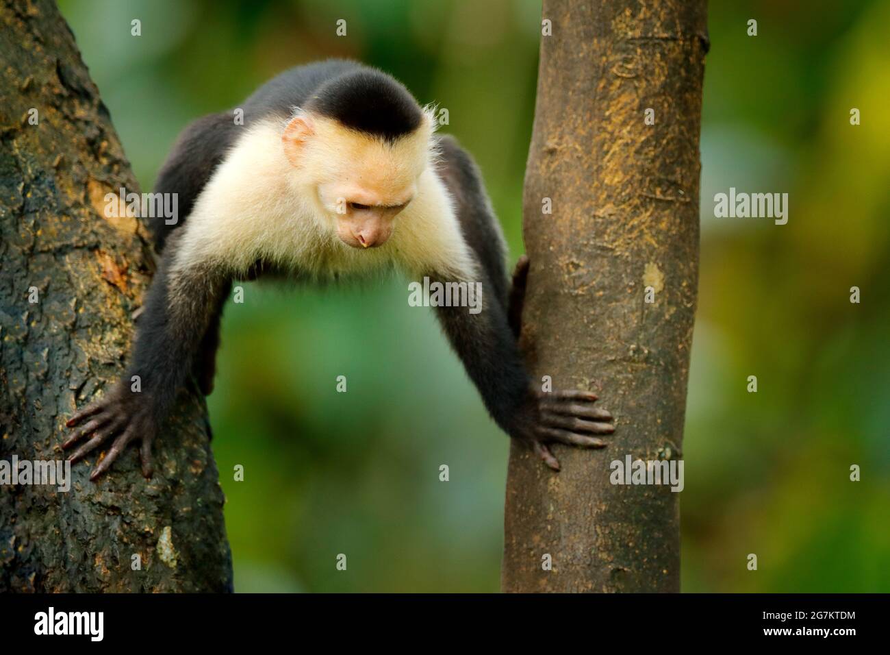 Shake the tail hi-res stock photography and images - Alamy