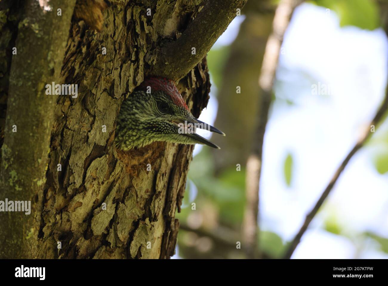 European green woodpecker at the nest hole Stock Photo - Alamy