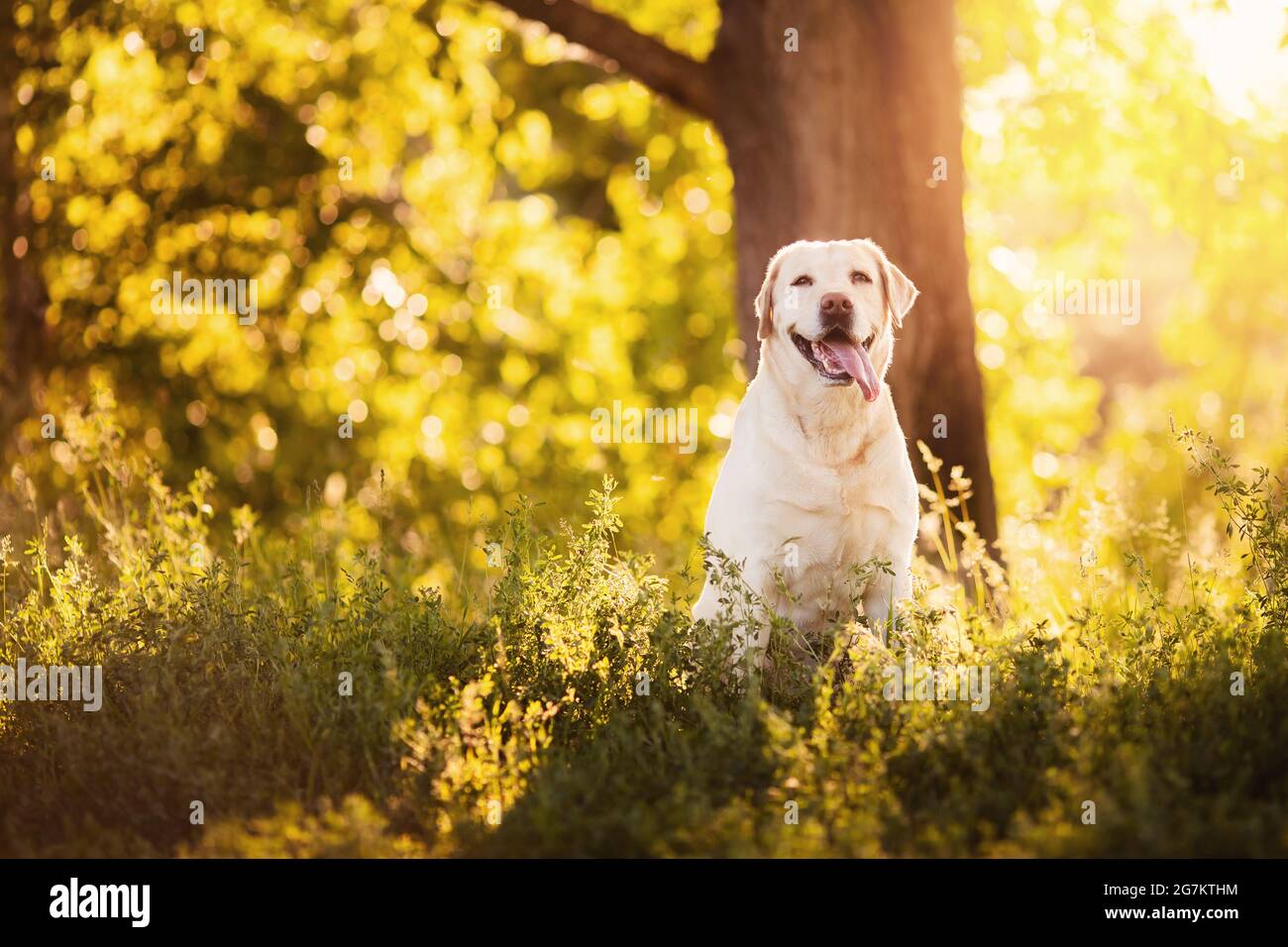 Active, smile and happy purebred labrador yellow dog sit in grass park ...