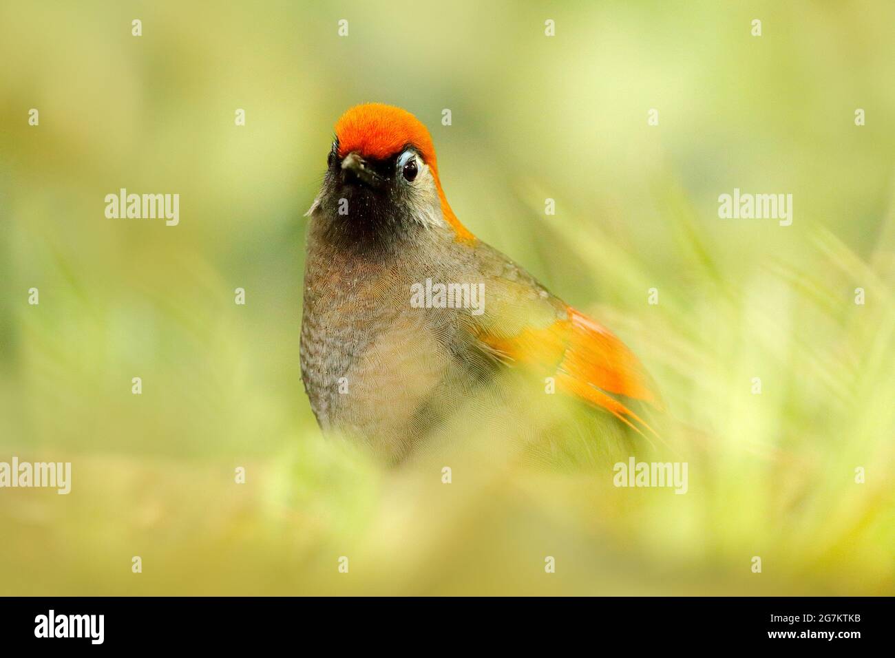 Red and grey songbird Red-tailed Laughingthrush, Garrulax milnei. Bird ...