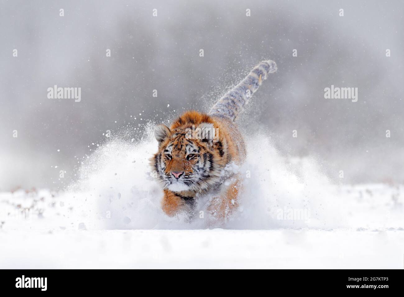 Tiger, cold winter in taiga, Russia. Snow flakes with wild Amur cat ...