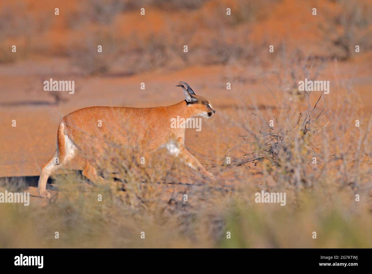 Kgalagadi Caracal, African lynx, in red sand desert. Beautiful wild cat ...