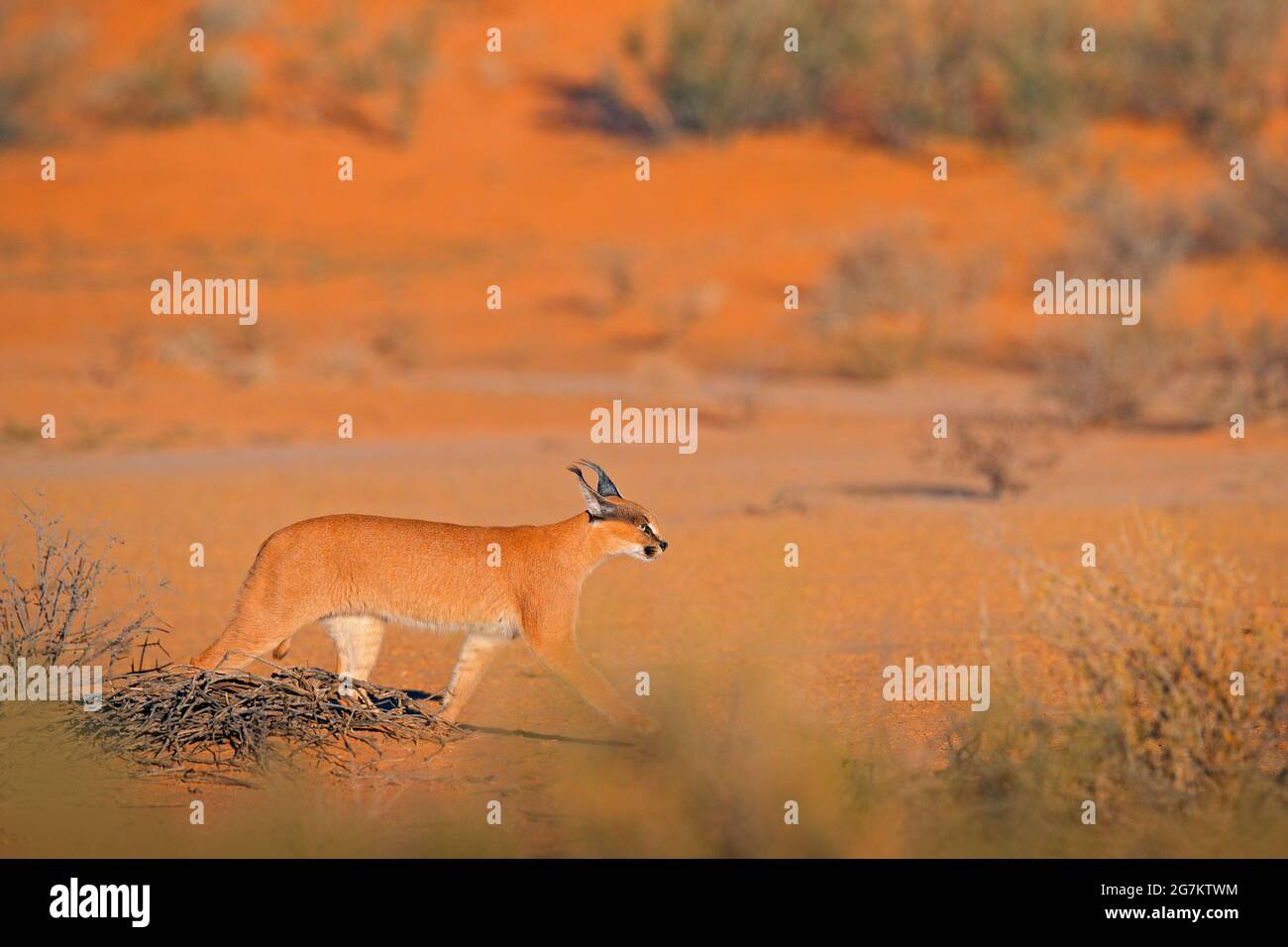 Caracal cat desert hi-res stock photography and images - Alamy