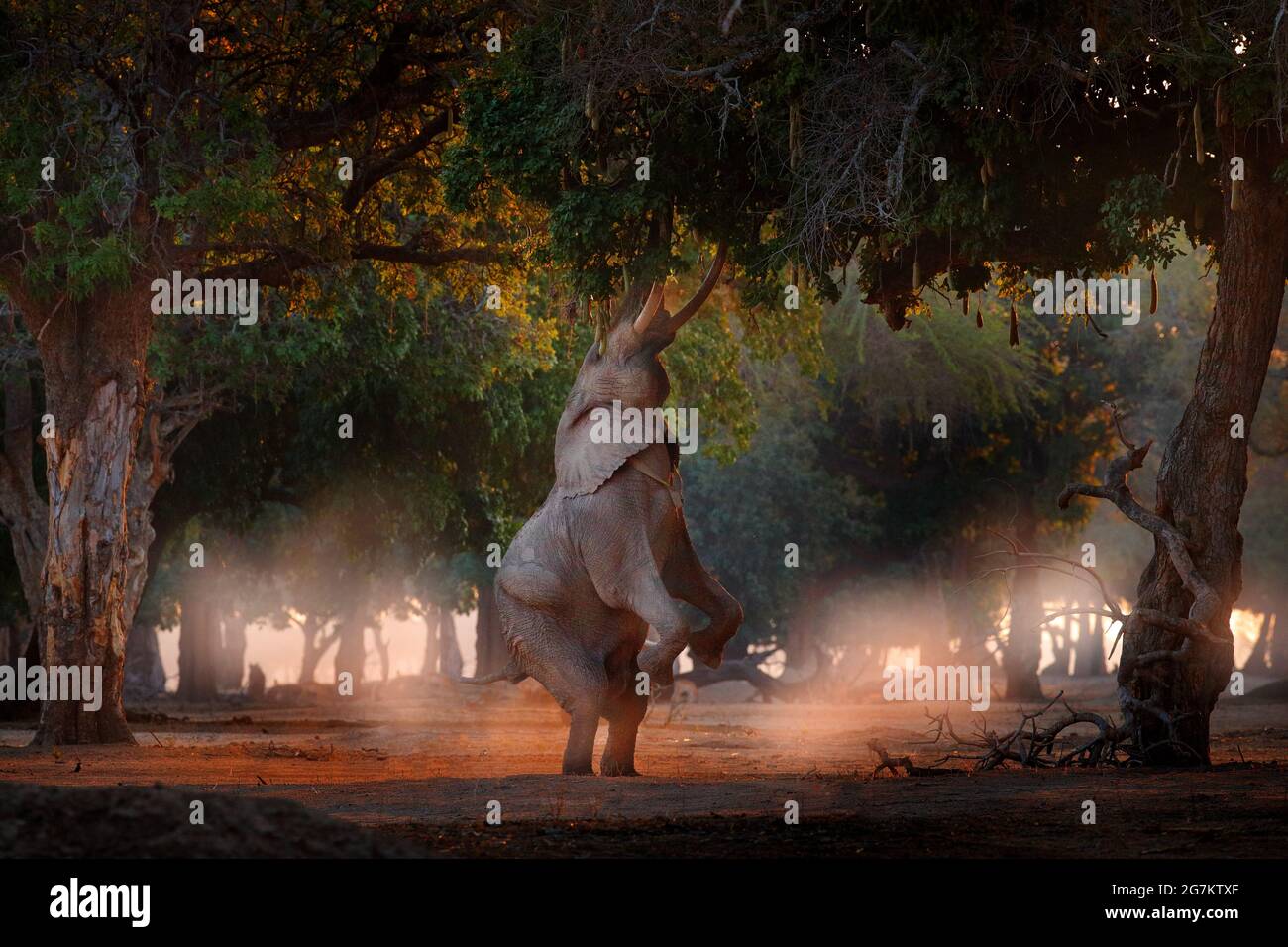 Elephant standing hind legs hi-res stock photography and images - Alamy