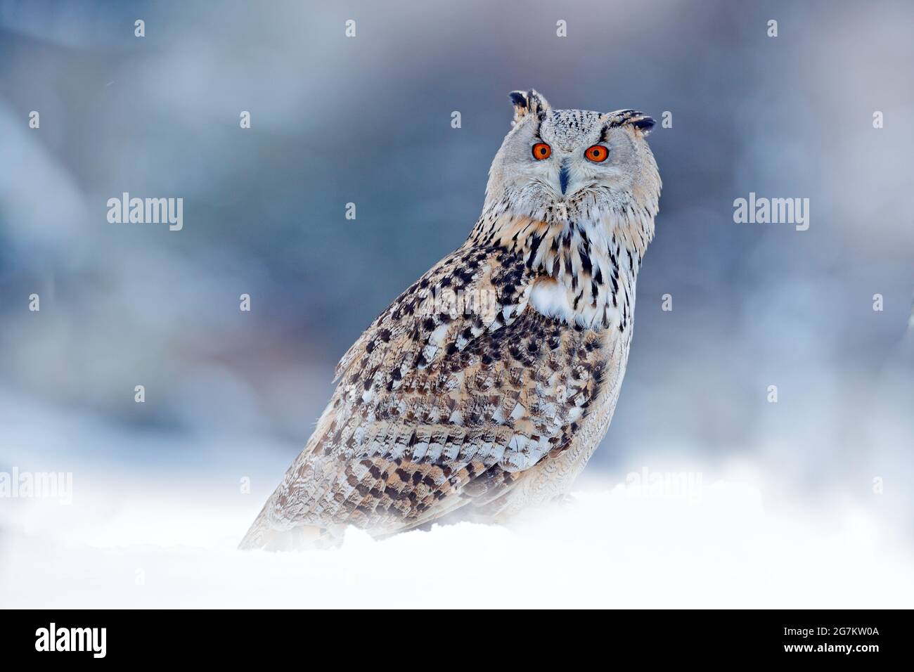 Owl from Siberia, Russia. Bird with snow, col winter Stock Photo - Alamy