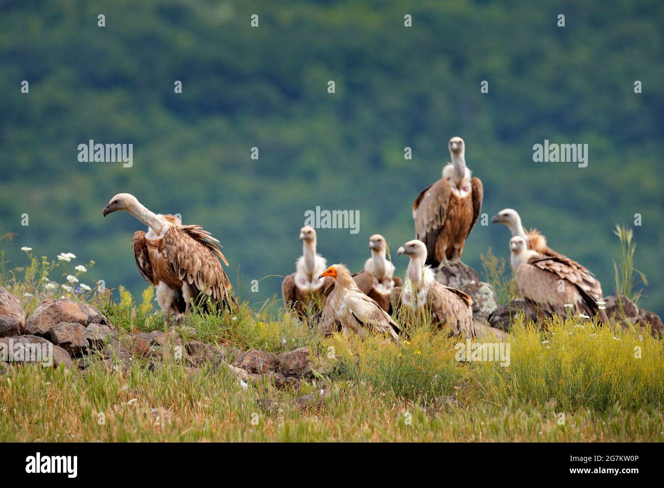 Egyptian vulture, Neophron percnopterus, big bird of prey sitting on ...