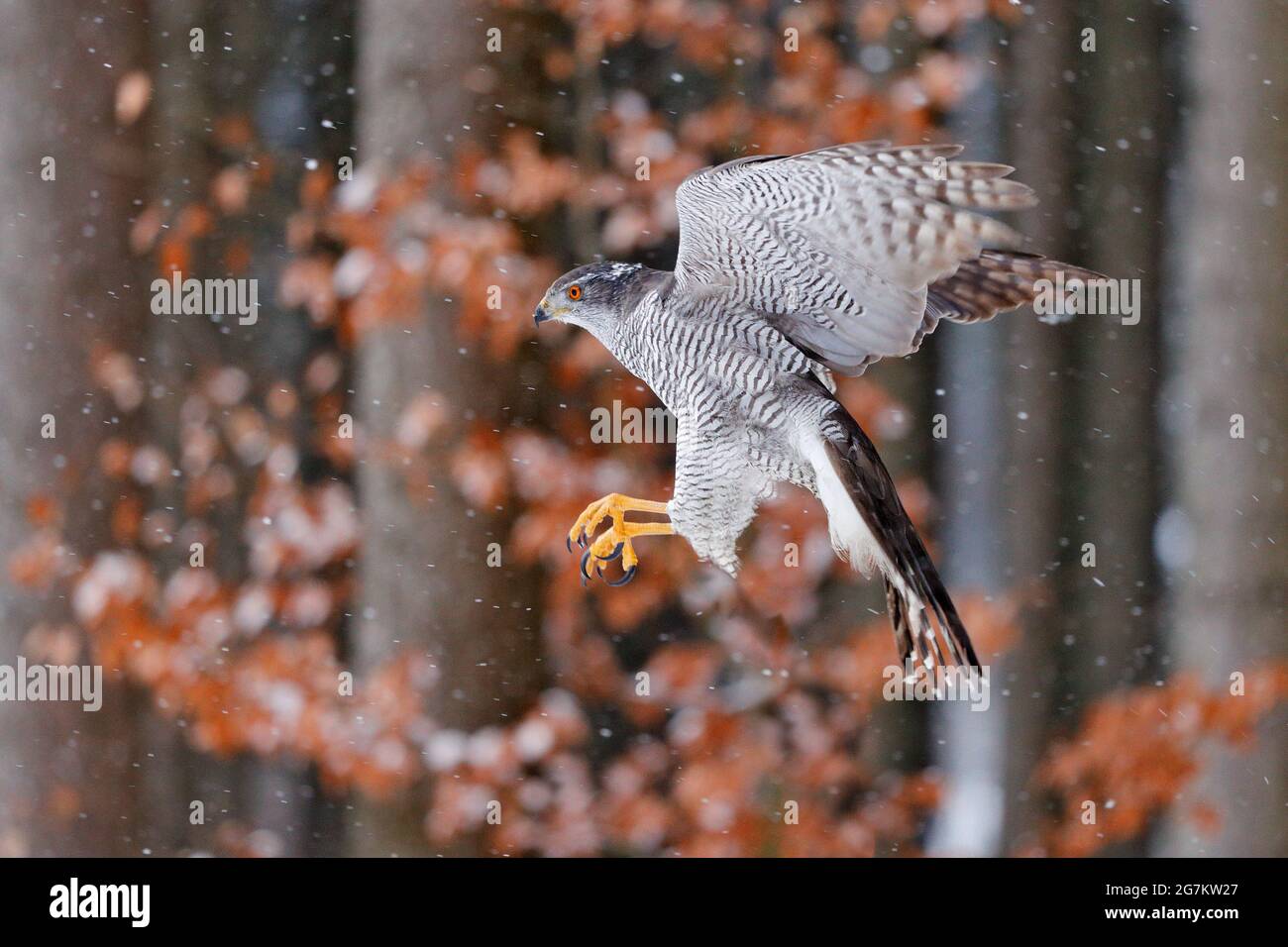 Goshawk flight, Germany. Northern Goshawk landing on spruce tree during ...