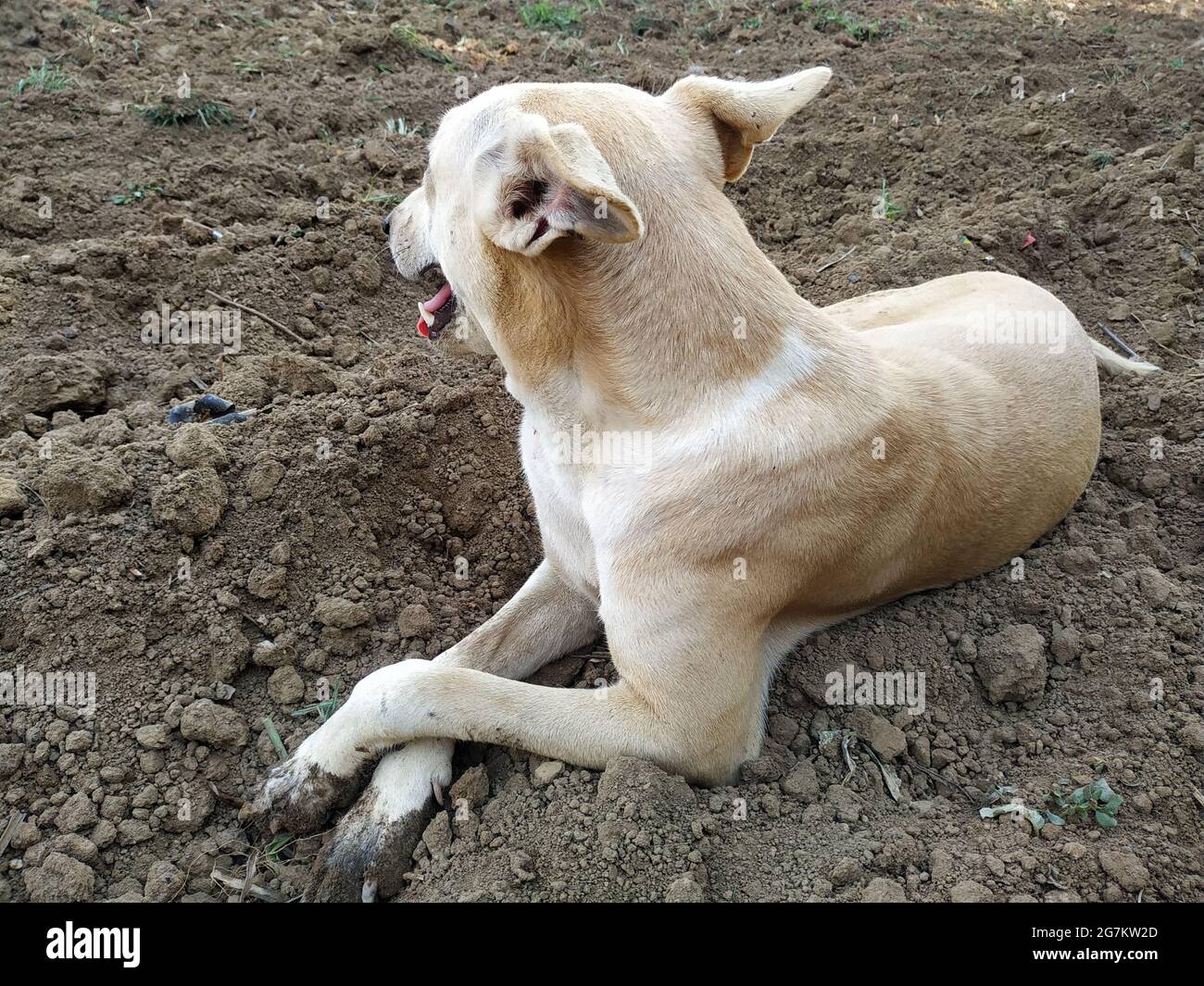 Stray dog lying on soil Stock Photo - Alamy