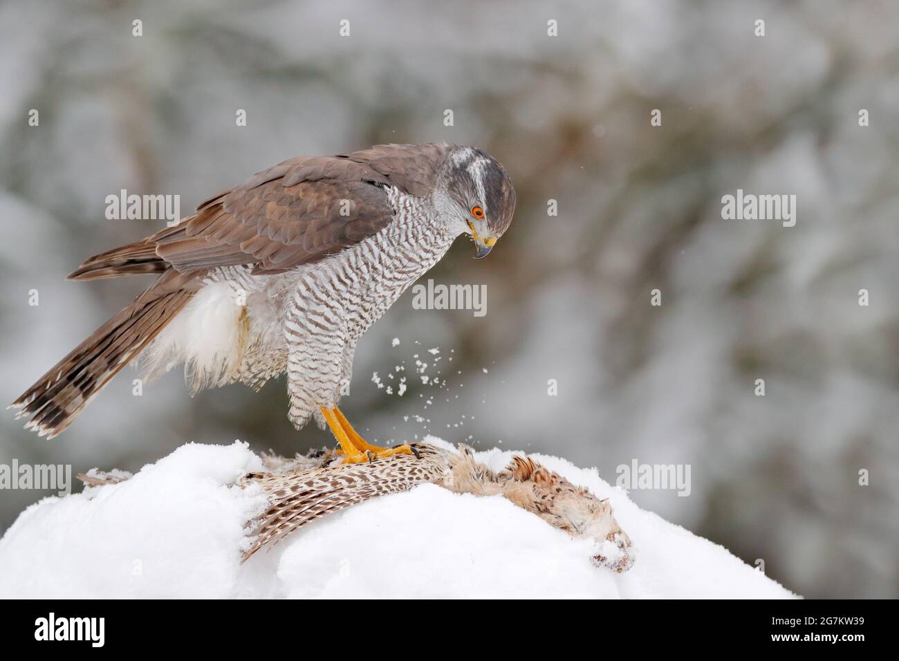 Winter wildlife, bird of prey with catch in snow. Animal behaviour in ...