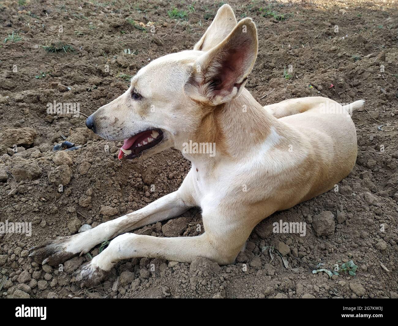 Stray dog lying on soil Stock Photo - Alamy