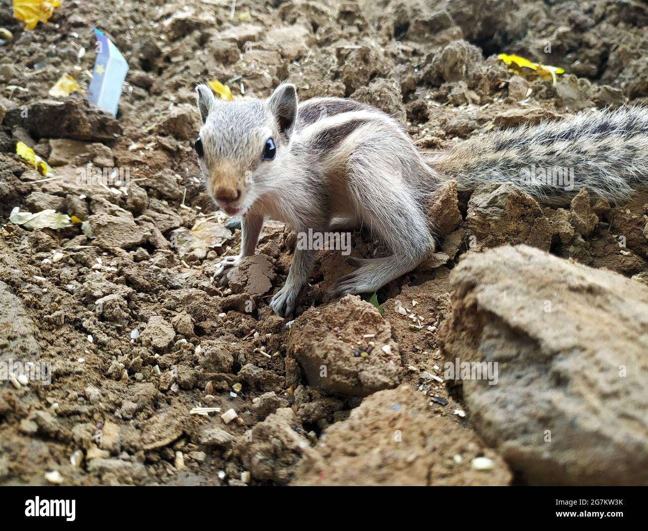 Indian Squirrel Wallpaper