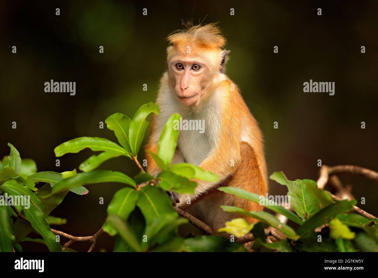 Monkey toque macaque wildlife dambulla hi-res stock photography and ...