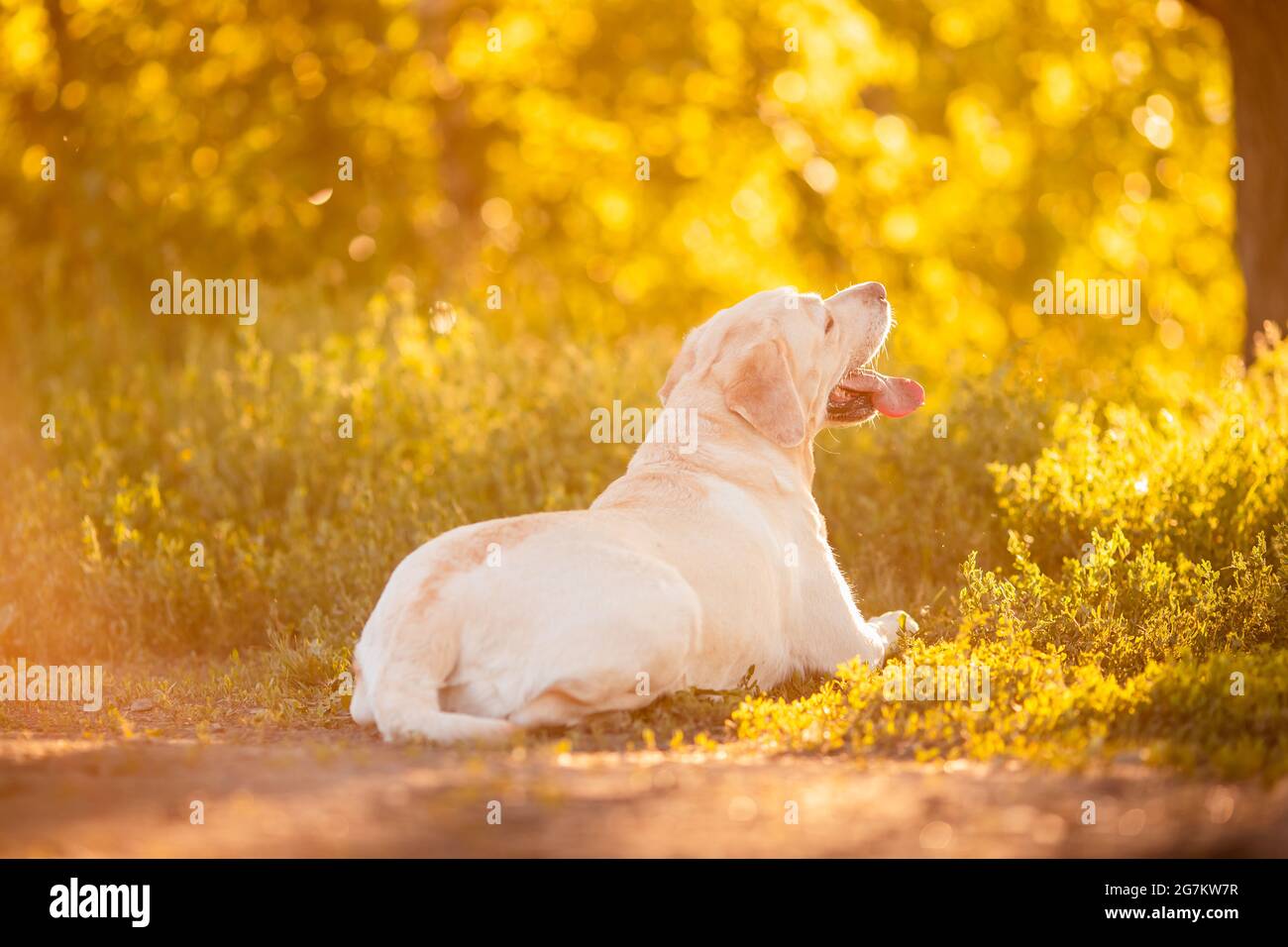 Rear view cute labrador retriever hi-res stock photography and images ...