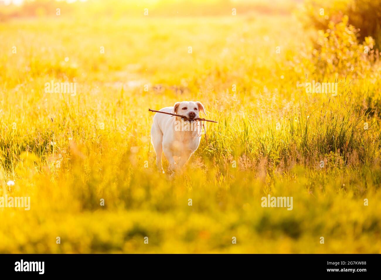 Dog running stick in park hi-res stock photography and images - Alamy