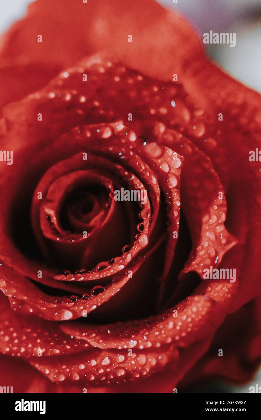 Vertical shot of a beautiful red rose head Stock Photo - Alamy