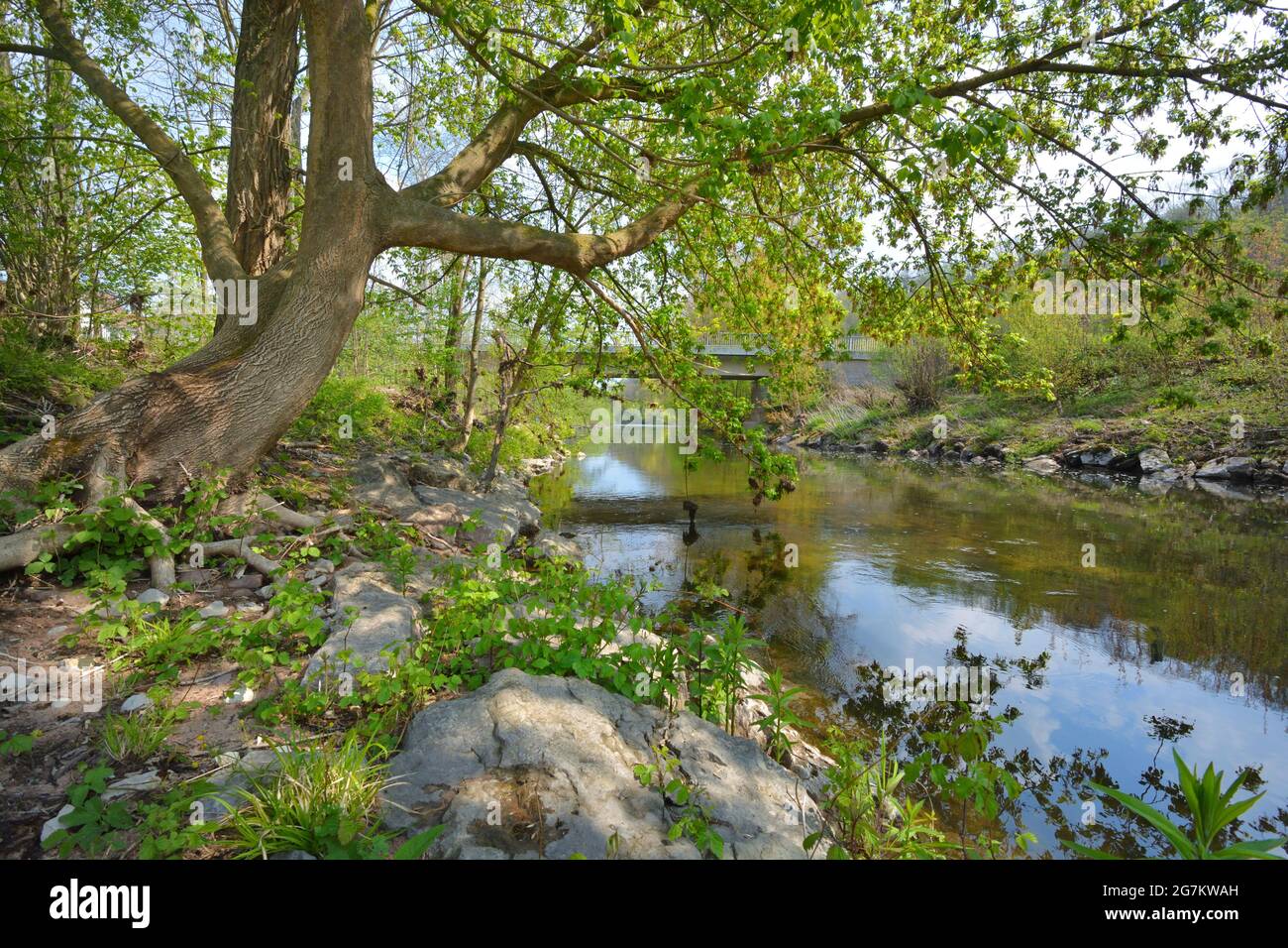 Sunny spring landscape. Trees at riverbank. At the River Enz in ...
