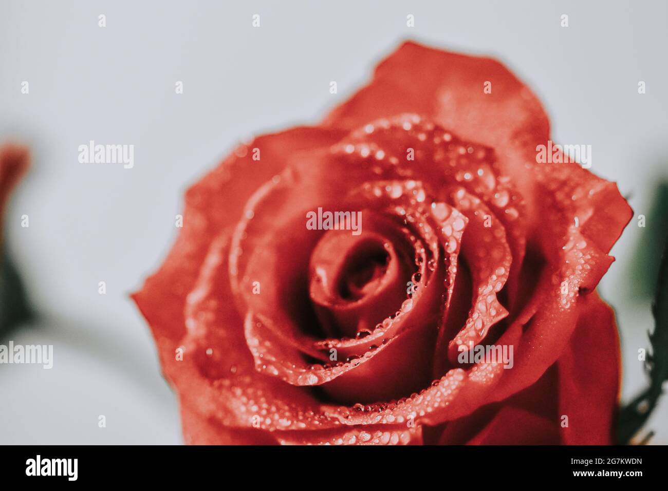 Closeup shot of a beautiful red rose head Stock Photo - Alamy