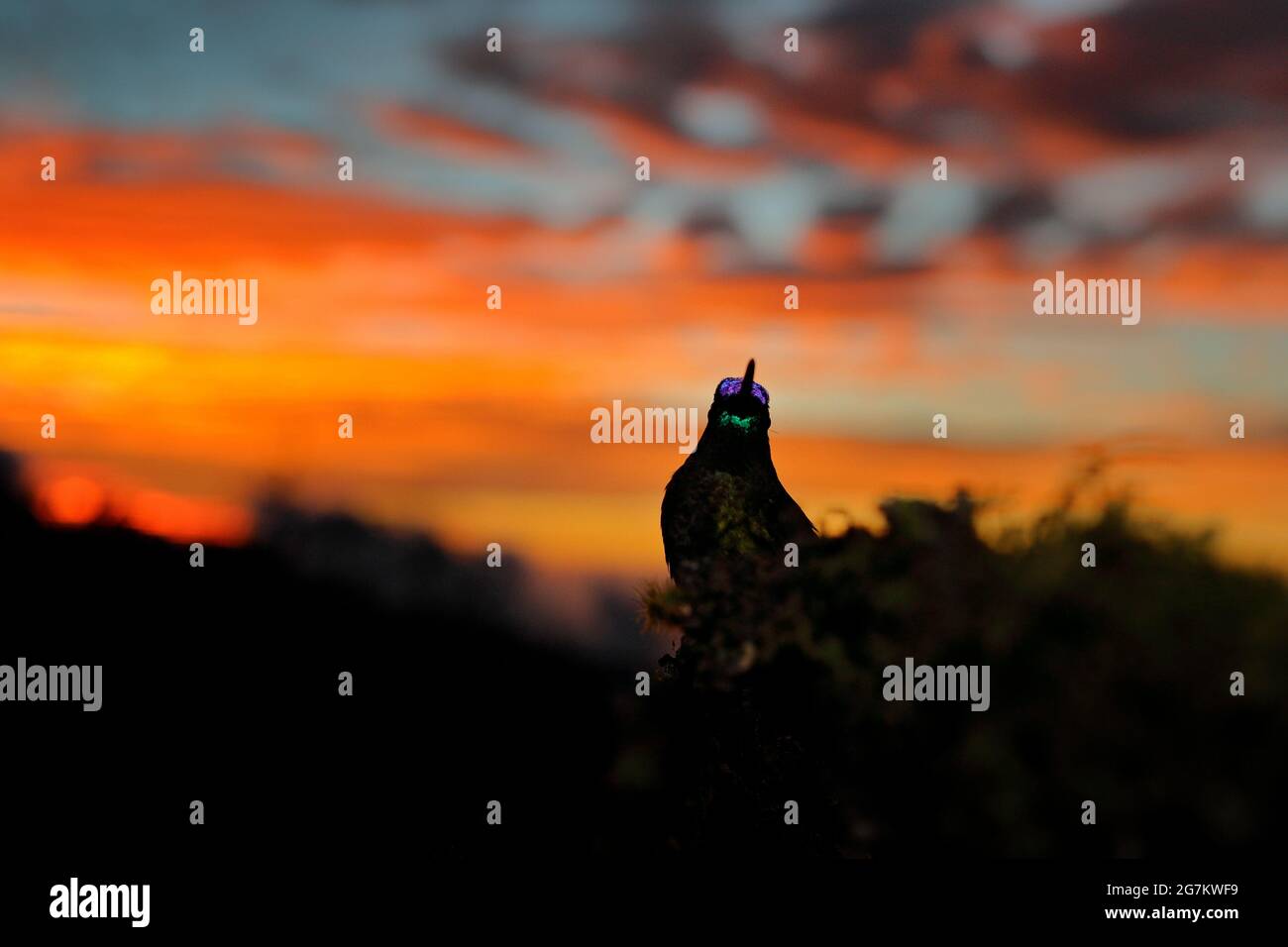 Magnificent hummingbird at sunset hi-res stock photography and images ...