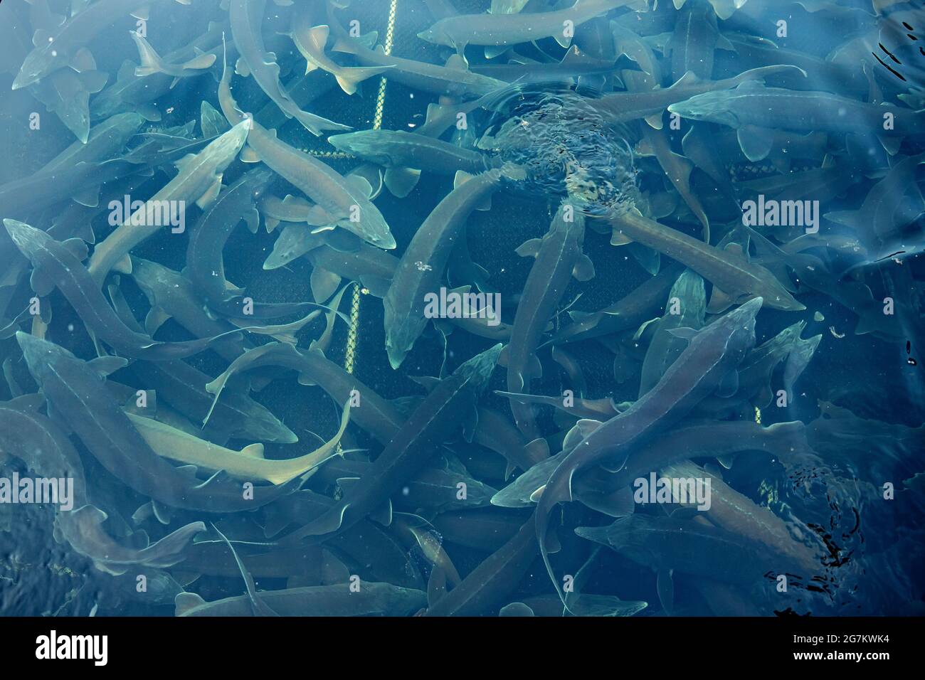 Fish farm for breeding sturgeon fry. Concept aquaculture pisciculture ...