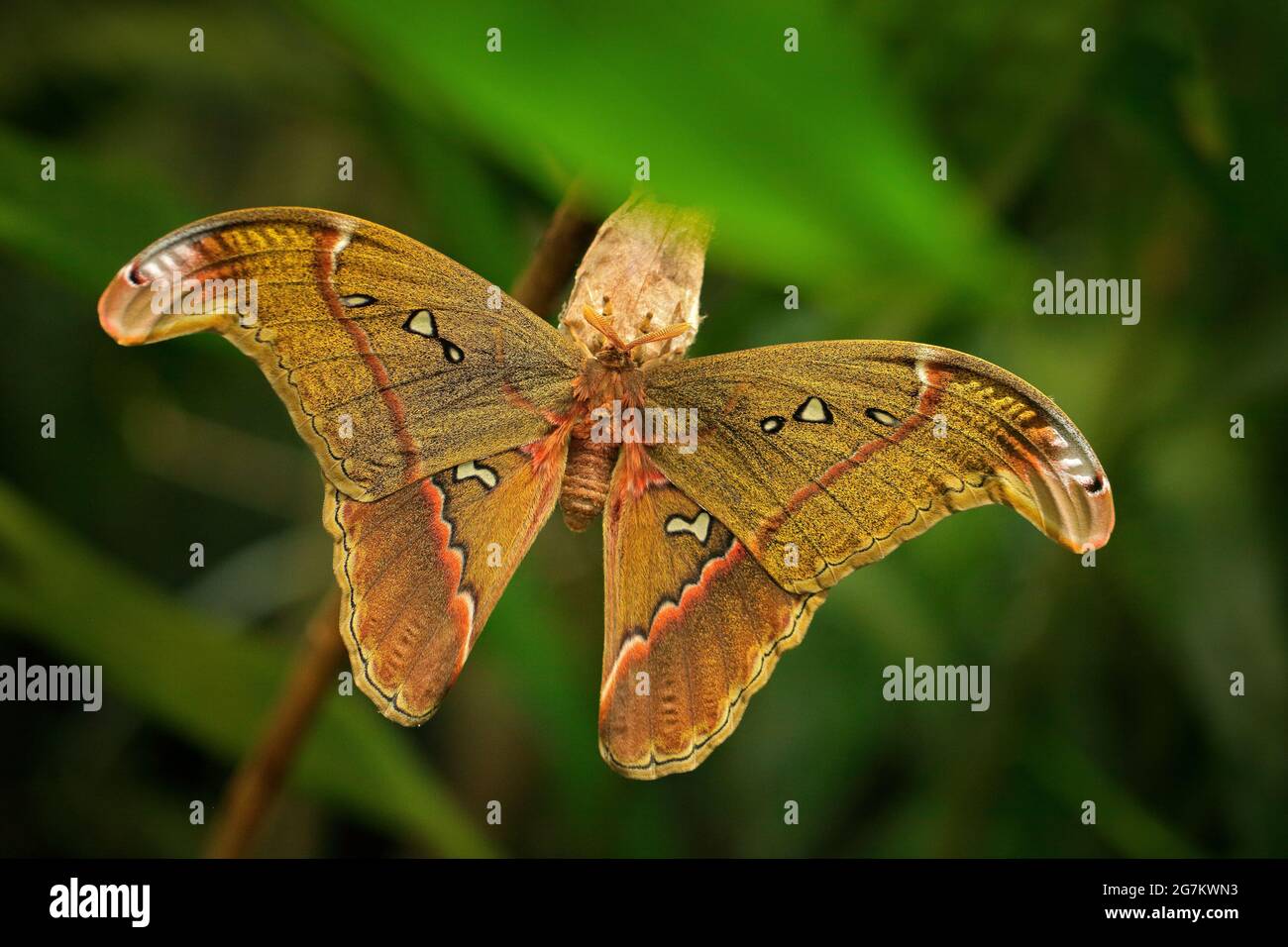 Attacus caesar, moth in Saturniidae family, southern Philippines ...