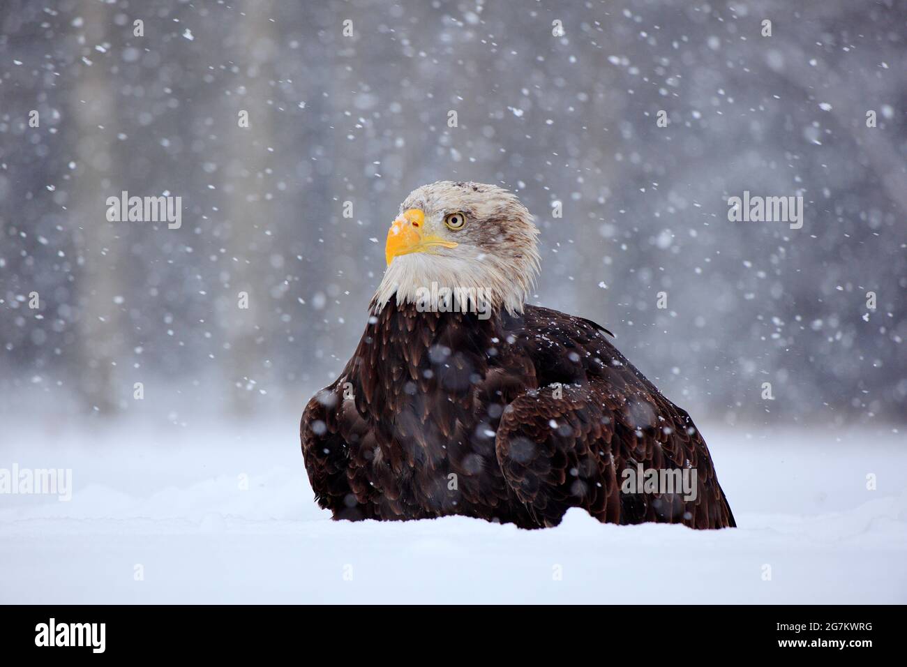 Bald Eagle, Haliaeetus leucocephalus, portrait of brown bird of prey ...