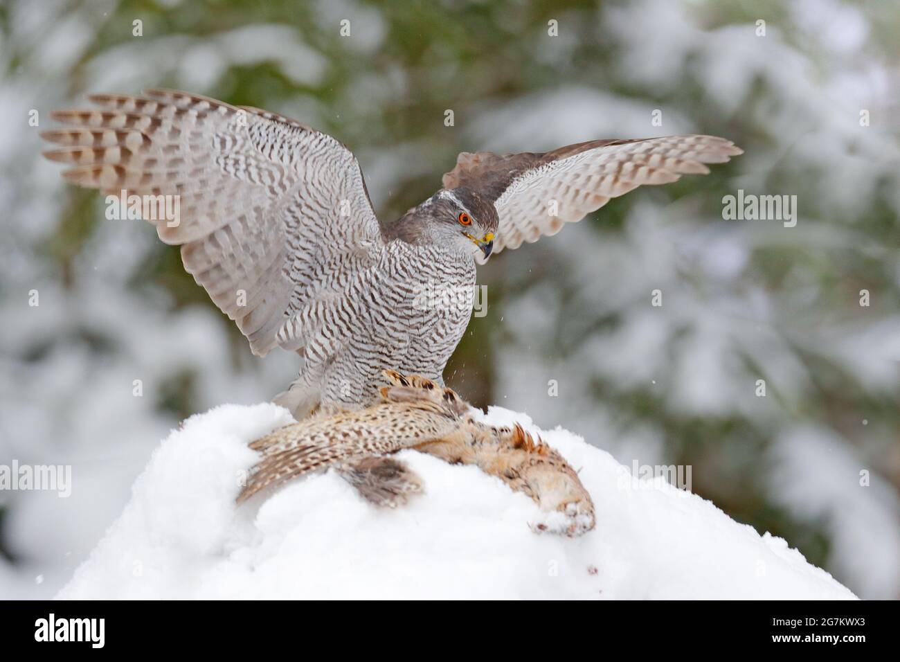 Winter wildlife, bird of prey with catch in snow. Animal behaviour in ...