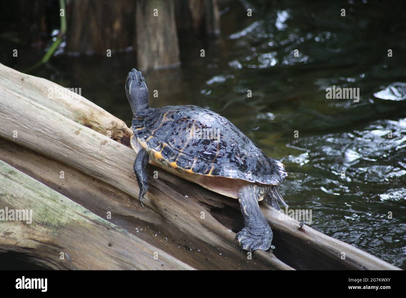 Turtle on tree hi-res stock photography and images - Alamy