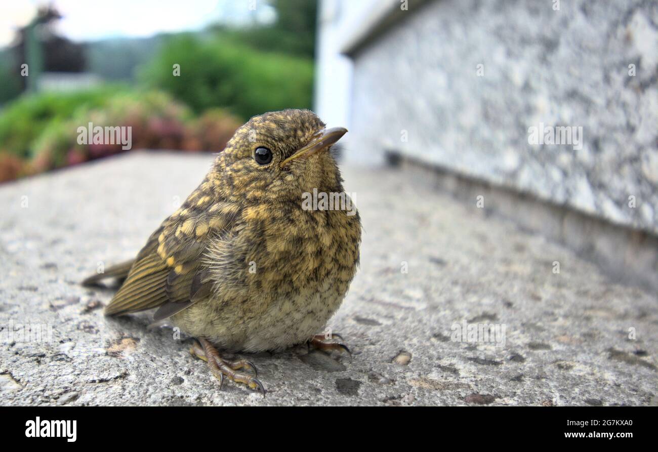 Soft focus of a robin nestling on a concrete ledge Stock Photo - Alamy