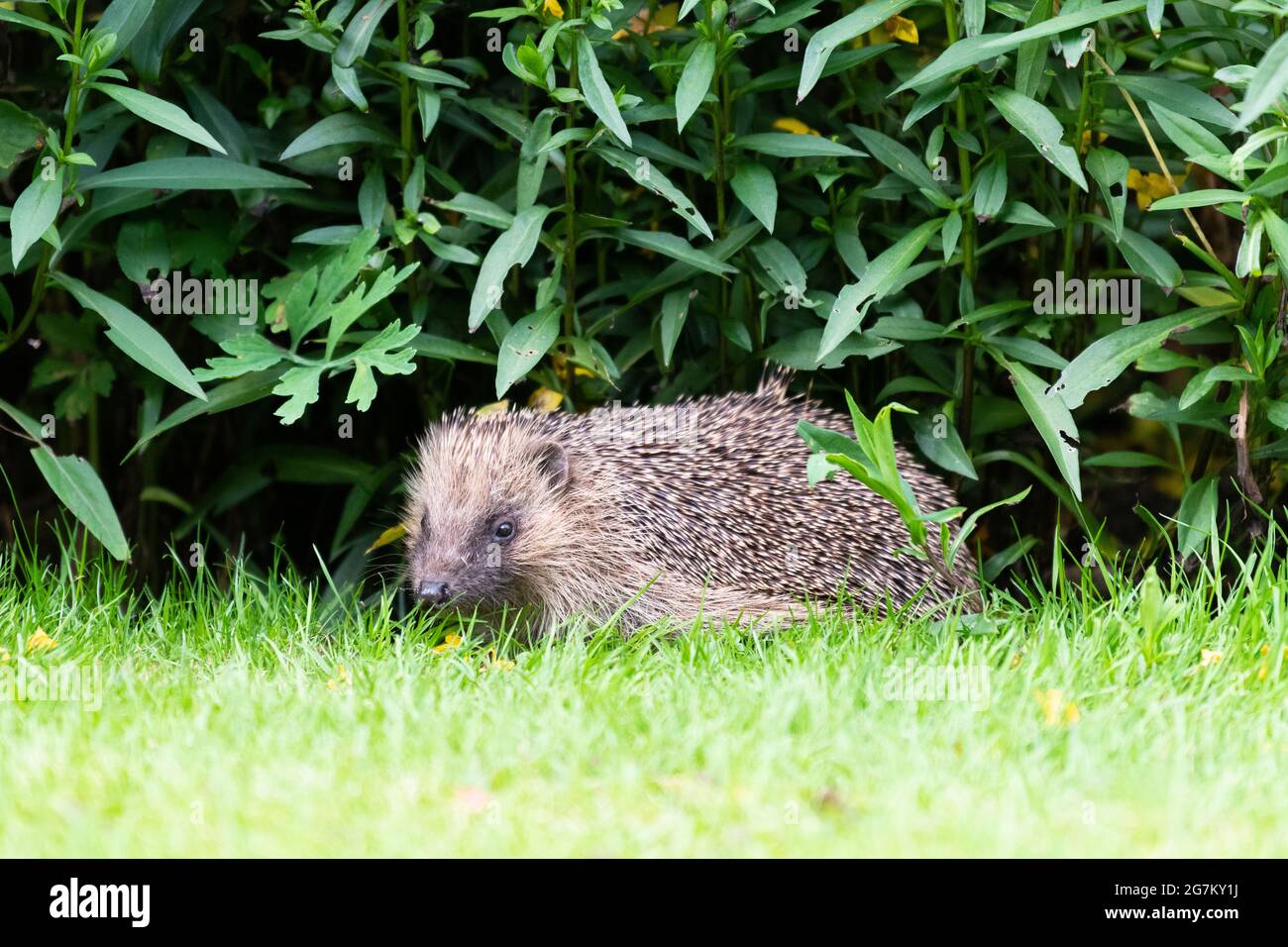Uk hedgehog hi-res stock photography and images - Alamy