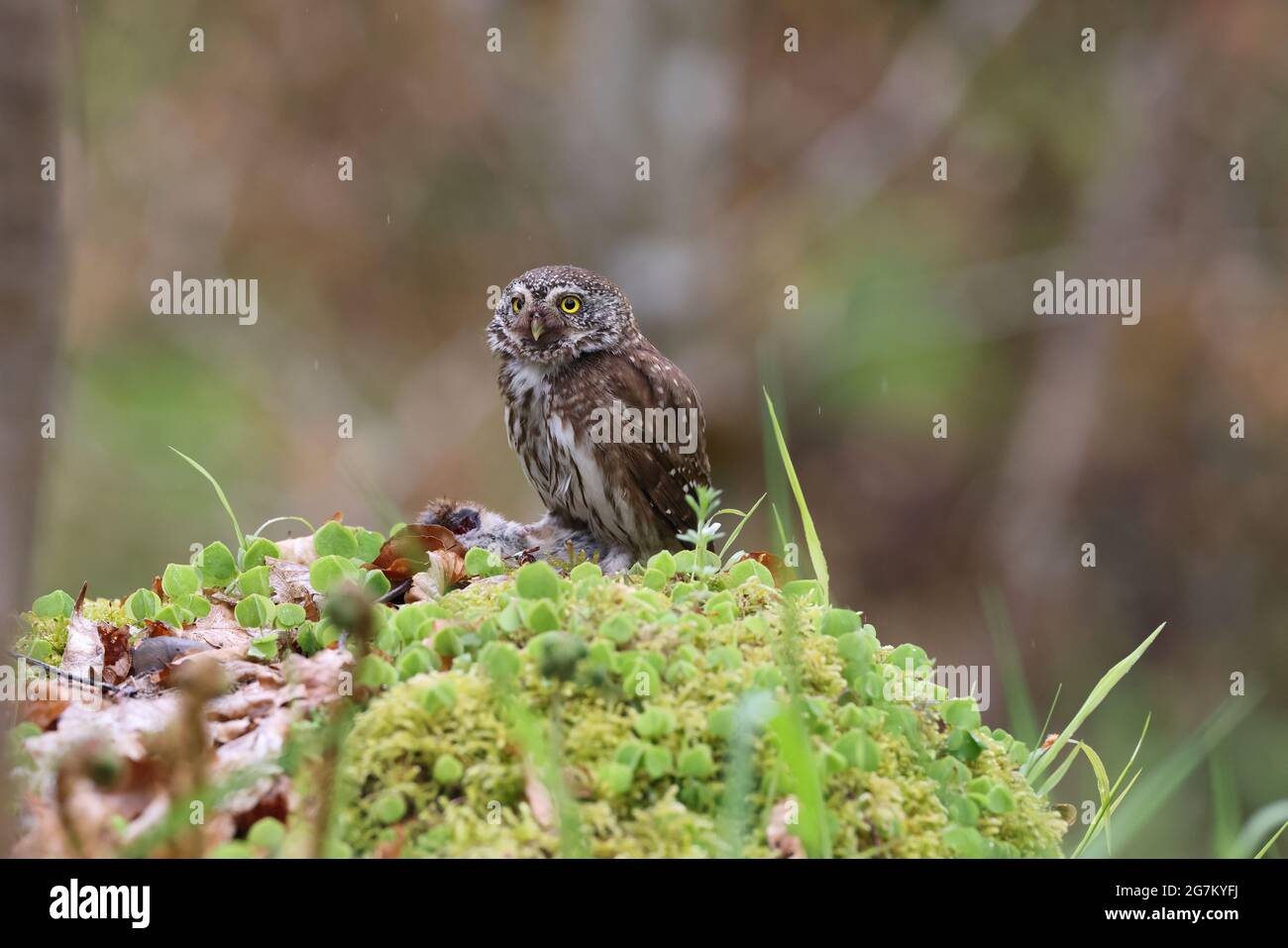 Eurasian pygmy owl (Glaucidium passerinum) Swabian Jura Stock Photo - Alamy
