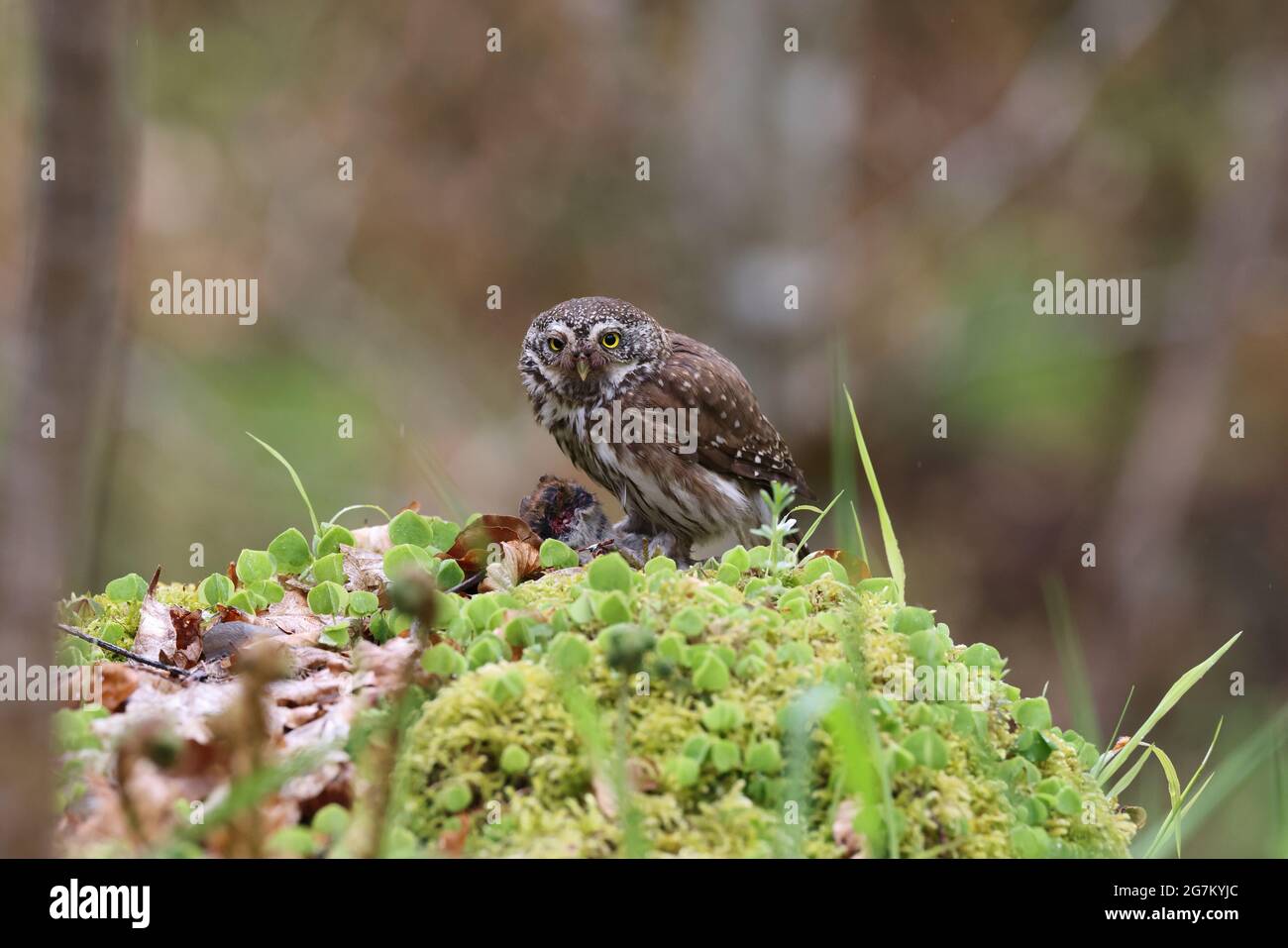 Eurasian pygmy owl (Glaucidium passerinum) Swabian Jura Stock Photo - Alamy