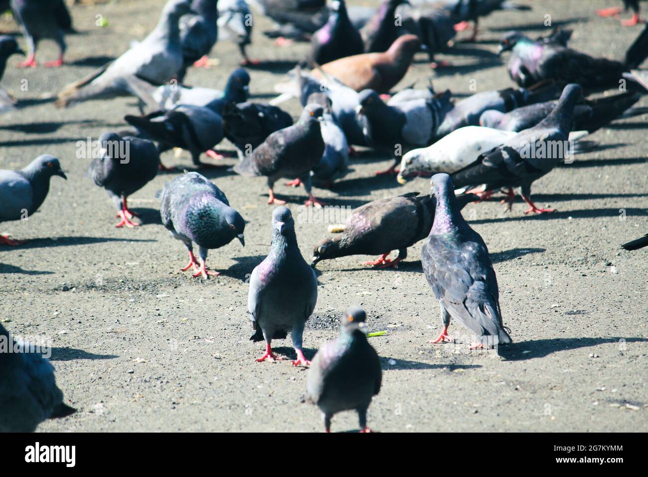 Group of pigeons in the street on a sunny day Stock Photo - Alamy