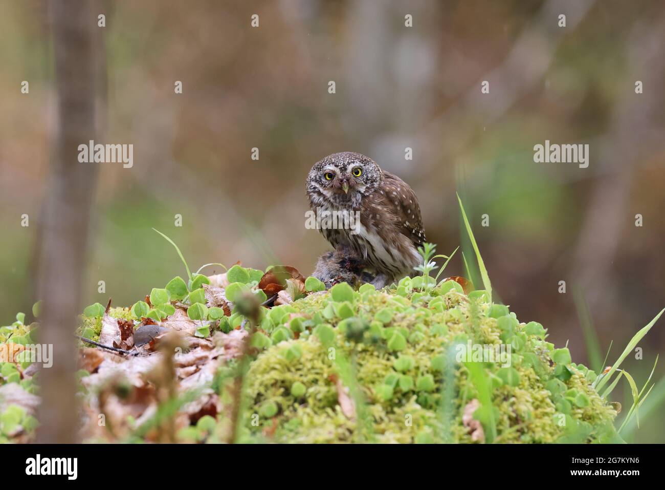 Eurasian pygmy owl (Glaucidium passerinum) Swabian Jura Stock Photo - Alamy