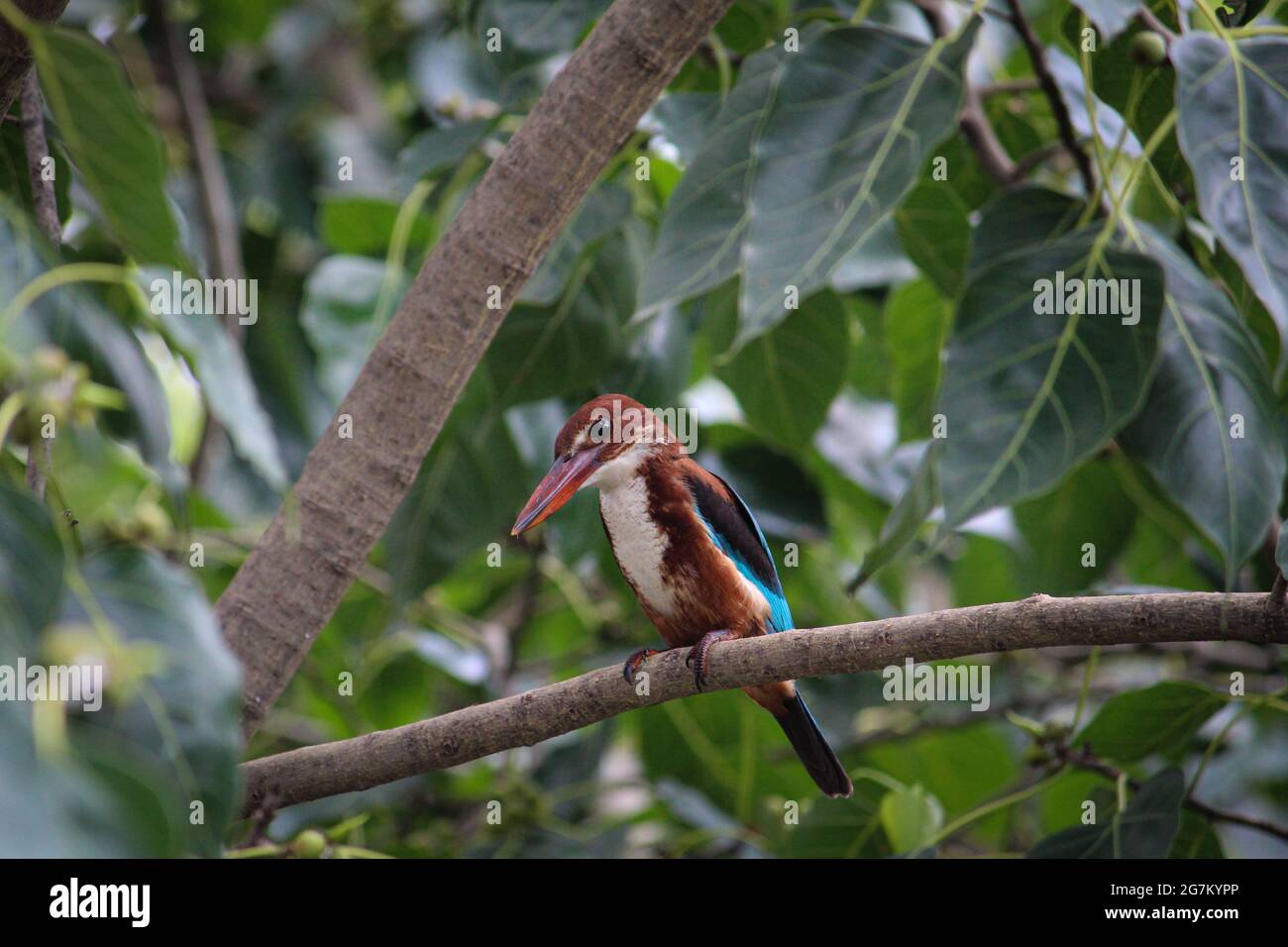 Beautiful Halcyon perched on a branch of a tree on a sunny day Stock ...