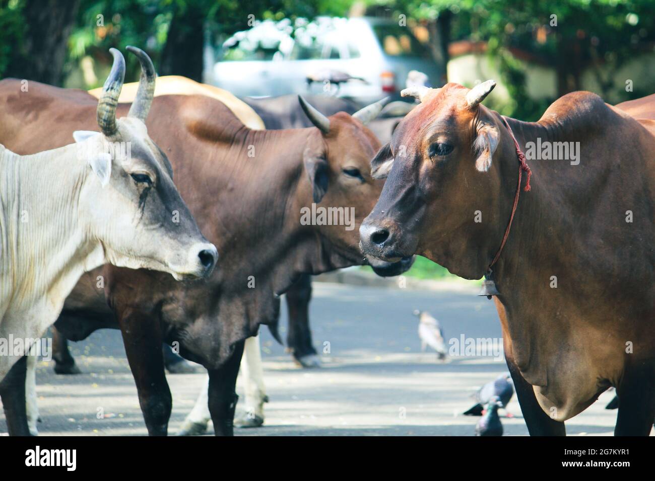 Group of bulls and cows in the street on a sunny day Stock Photo - Alamy
