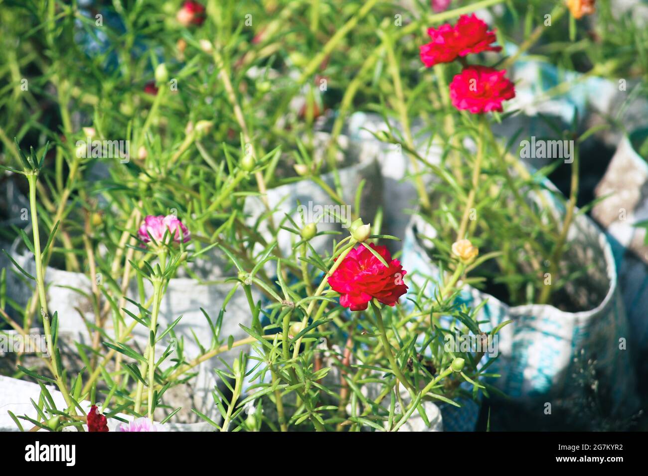 Beautiful red peonies for sale at a flower market Stock Photo - Alamy