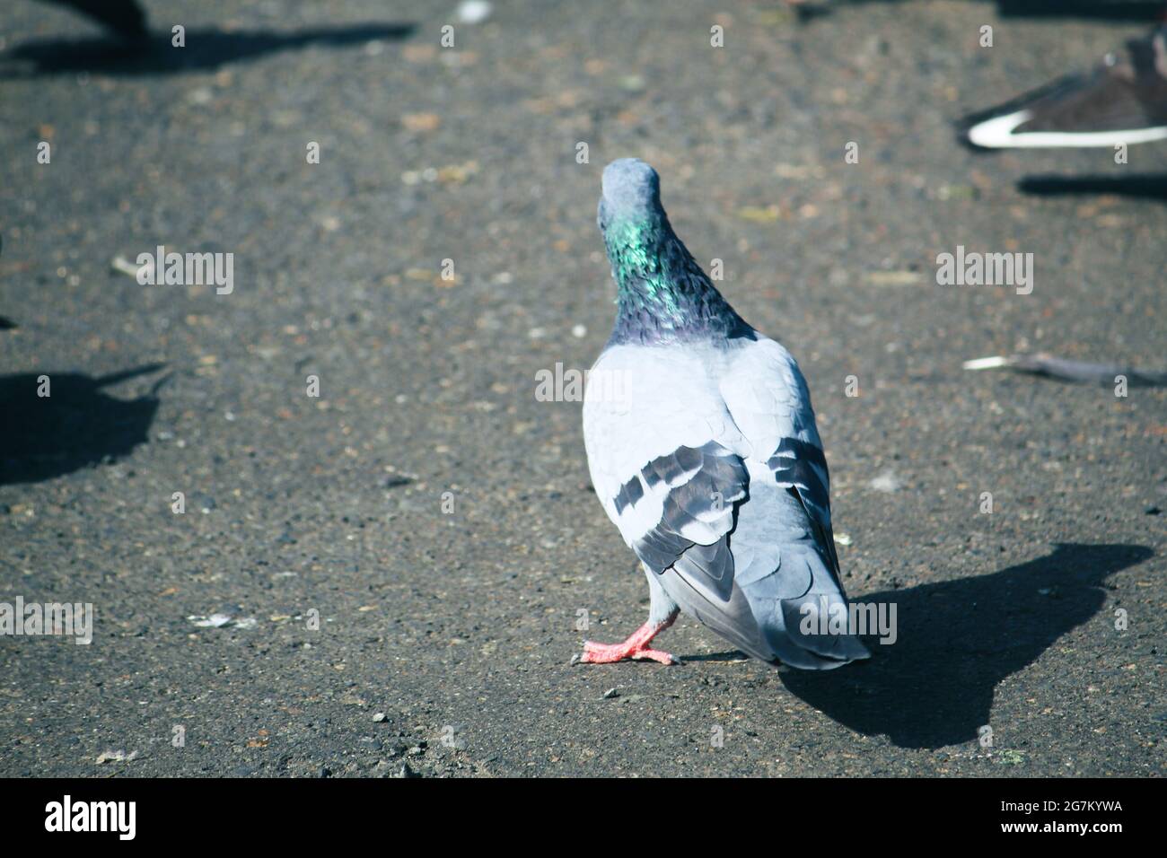 Back view of a pigeon in the street on a sunny day Stock Photo - Alamy