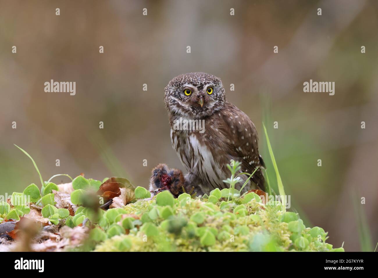 Eurasian pygmy owl (Glaucidium passerinum) Swabian Jura Stock Photo - Alamy