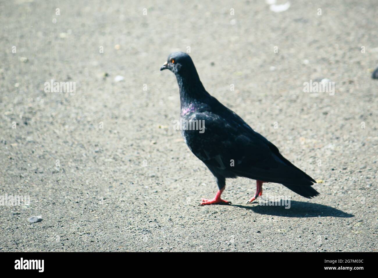 Japanese wood pigeon hi-res stock photography and images - Alamy
